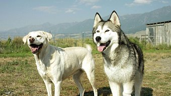 Timber the Treasure Dog • Arvostelu | Film-O-Holic.com